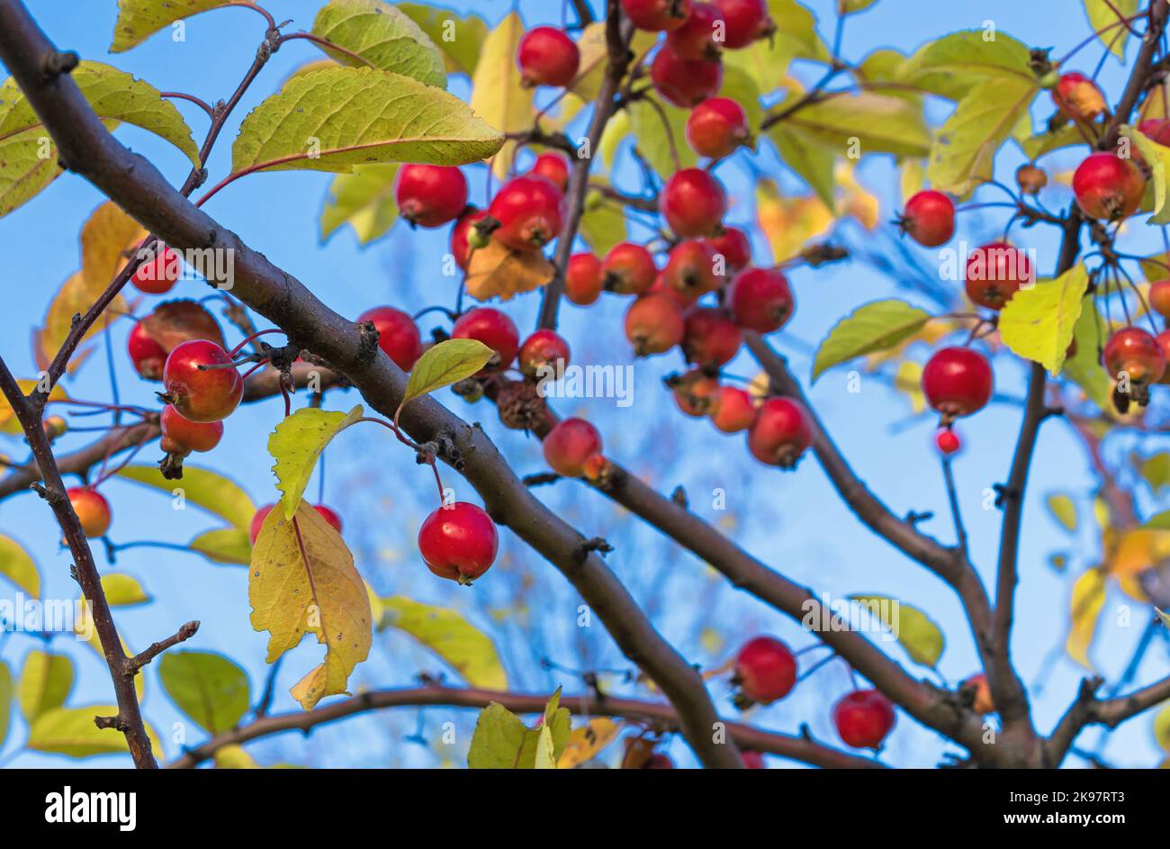 Ripe paradise apples on a branch. Wild apple tree with ripe small ...