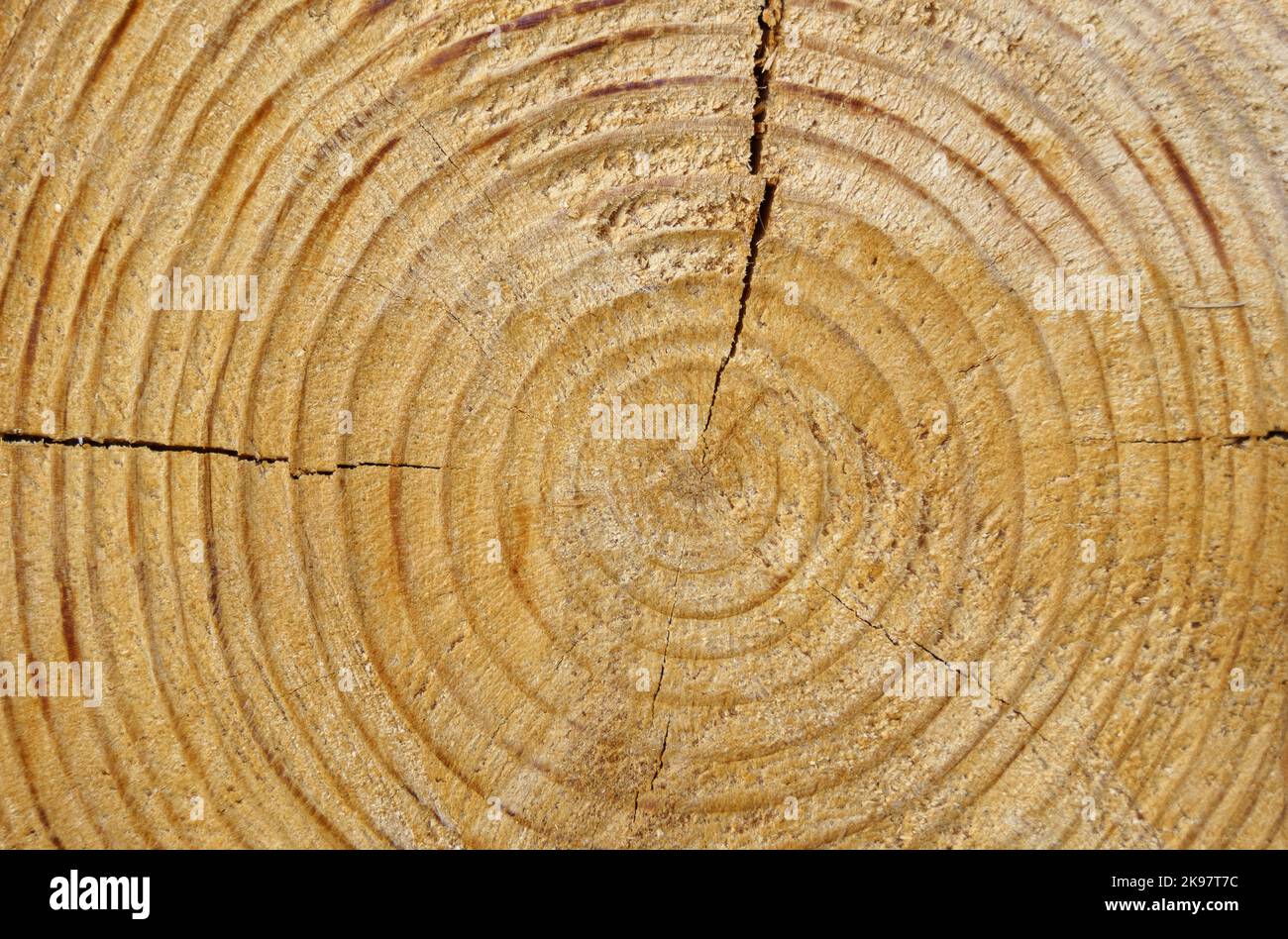 Wooden texture with a cross section of a cut log. Textures and ...