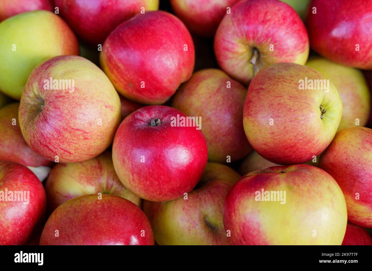 Background image of yellow-red apples. Food concept and backgrounds ...