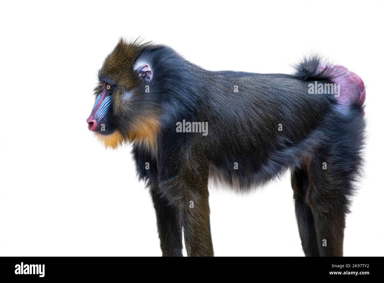 Mandrill isolated on white background. Walking monkey, side view ...