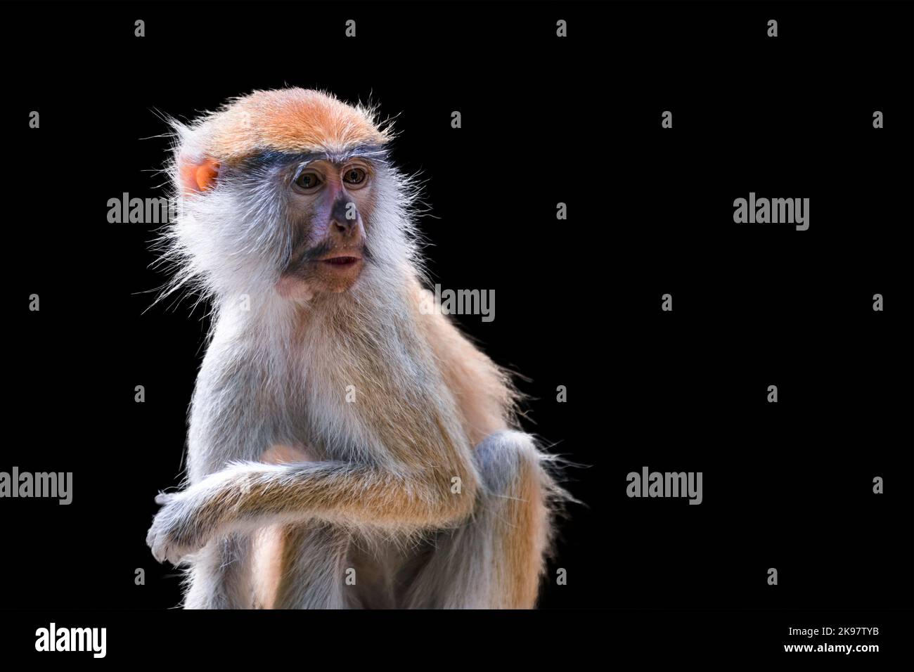 Portrait of a monkey on a black background. Common patas monkey ...