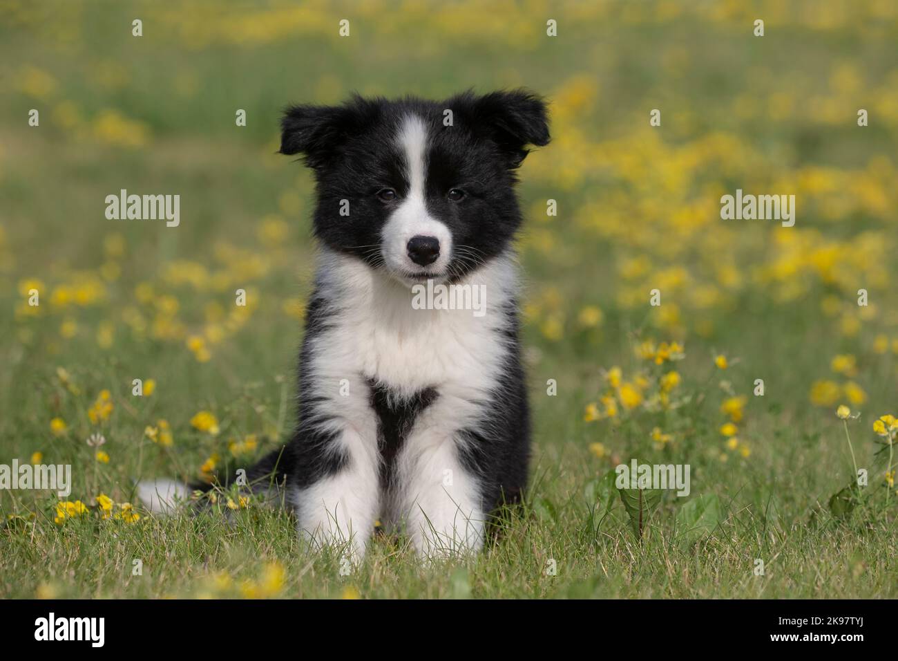 Border Collie, 9 week old puppy Stock Photo - Alamy