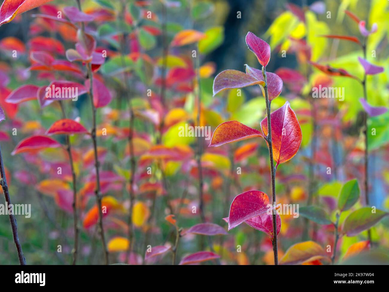 Purple-red leaves of Thunberg's barberry or Japanese barberry in autumn ...