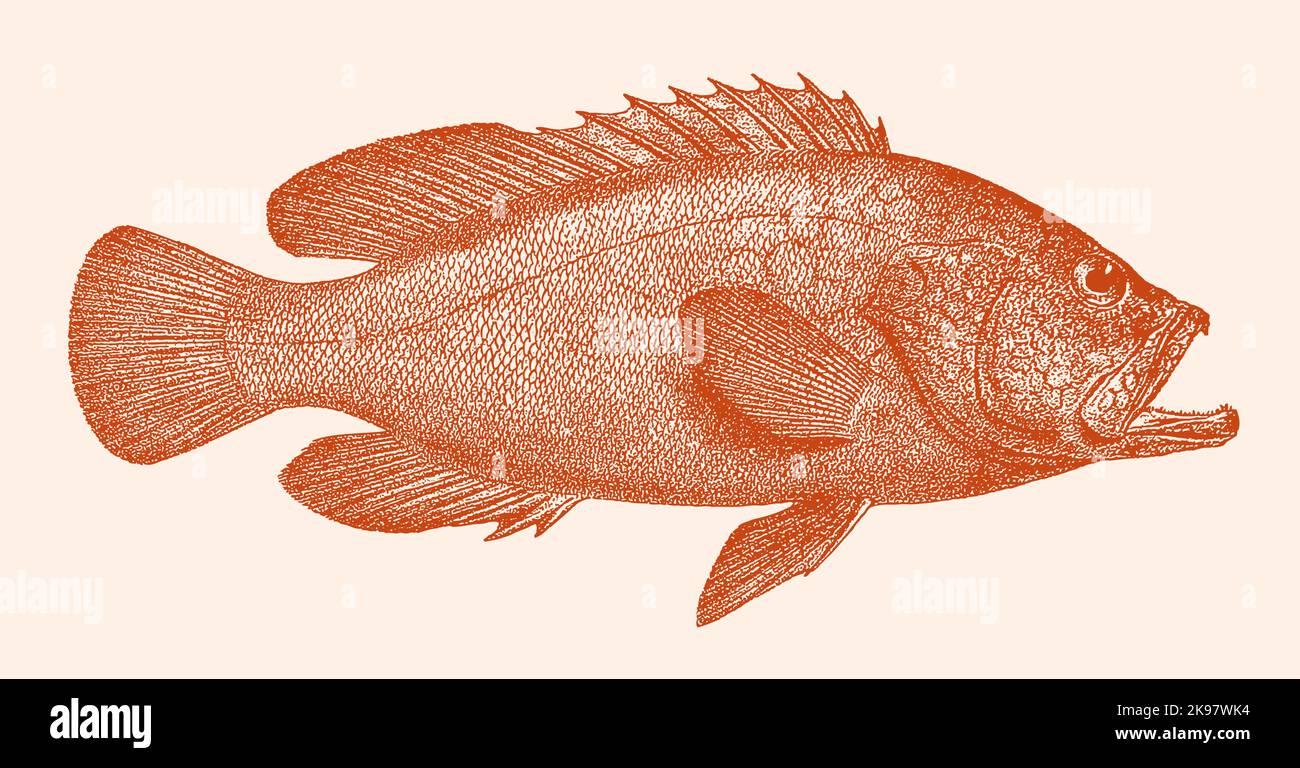 Tomato hind cephalopholis sonnerati, tropical coral reef fish in side ...