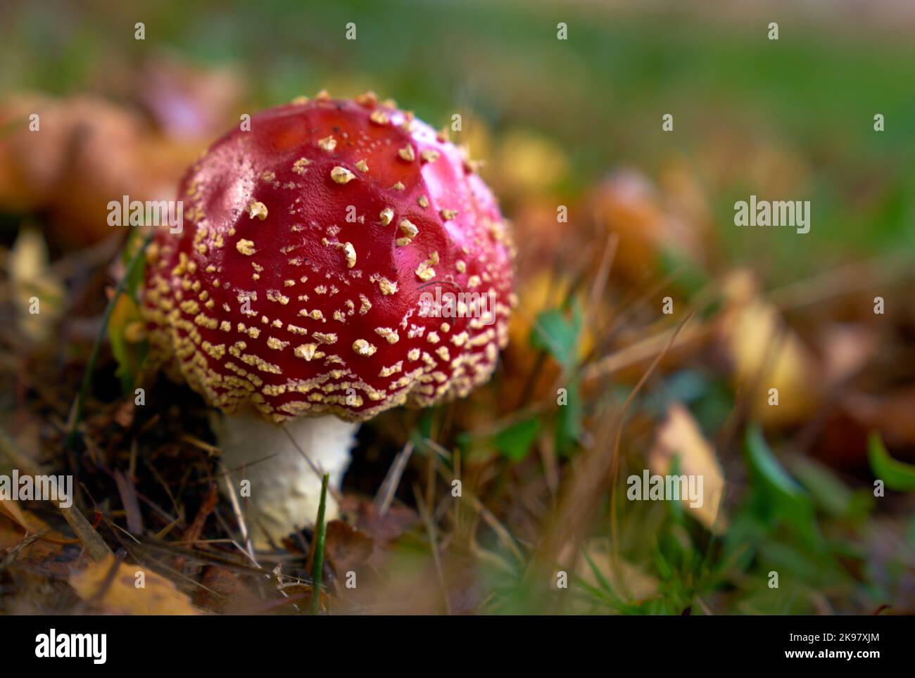Red Wild Amanita Muscaria Mushroom. A red Amanita Muscaria mushroom ...