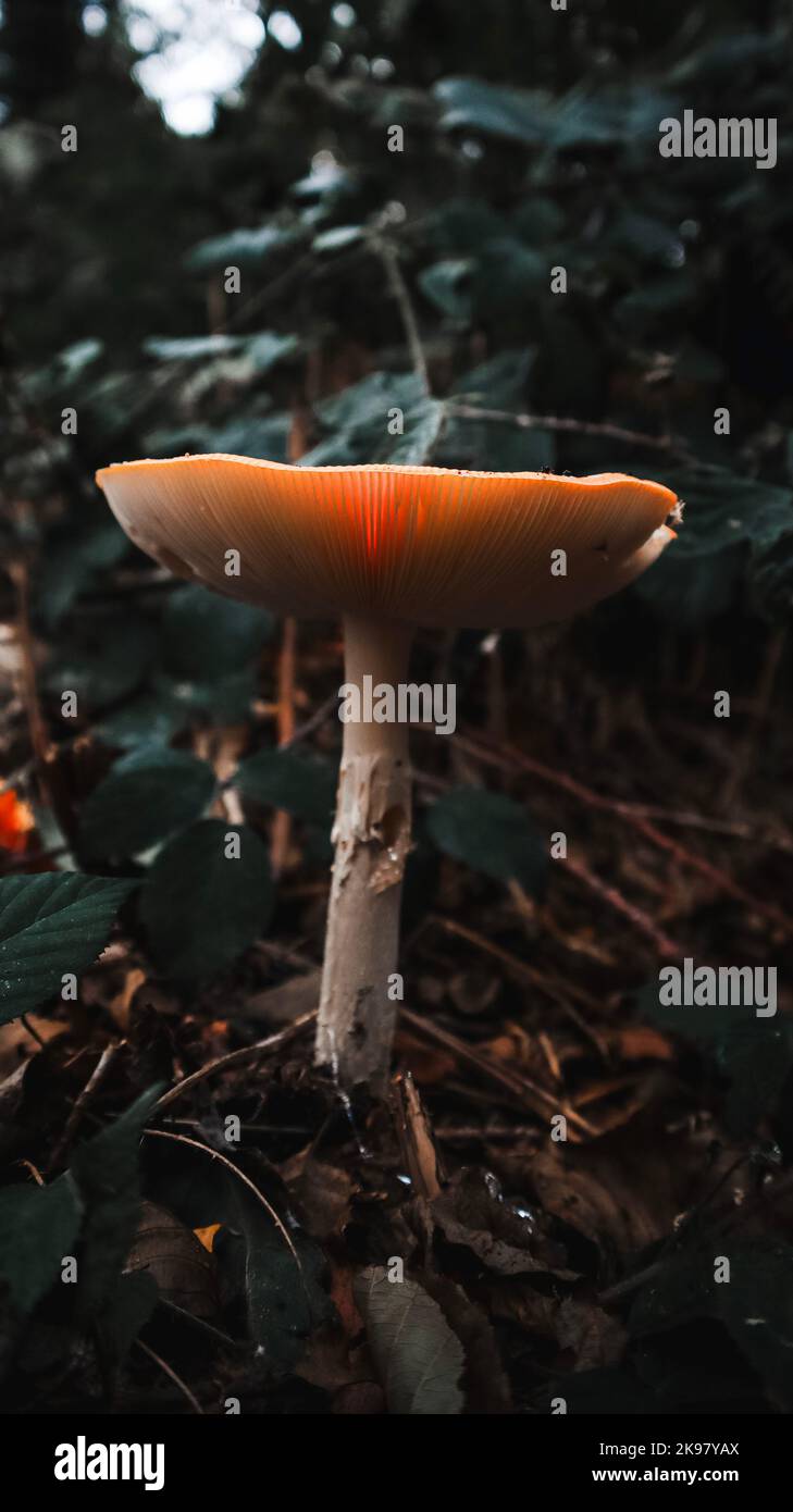 Uk fungus mushroom hi-res stock photography and images - Alamy