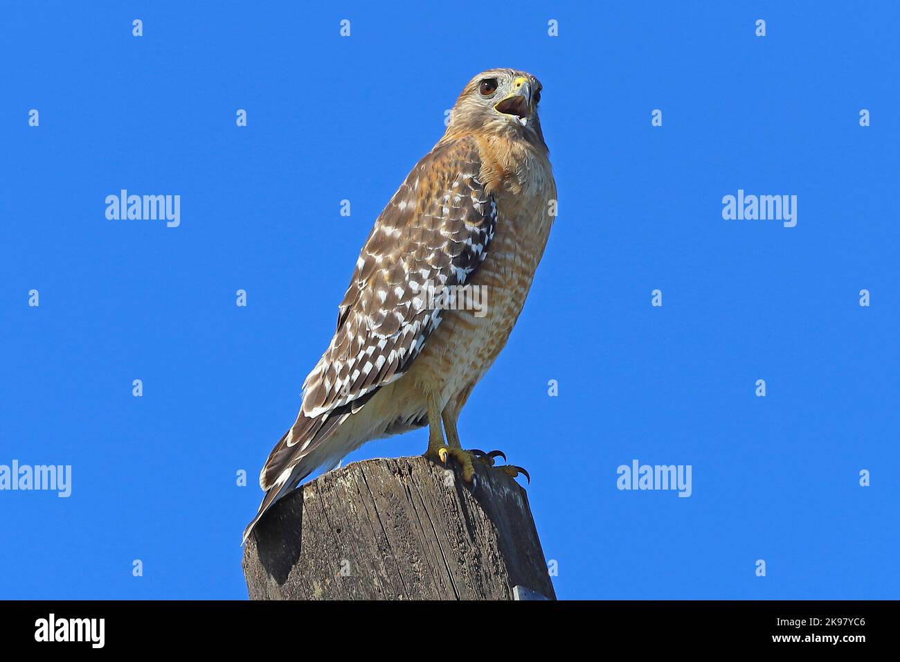 Red shouldered hawk calling from the top of a pole Stock Photo - Alamy