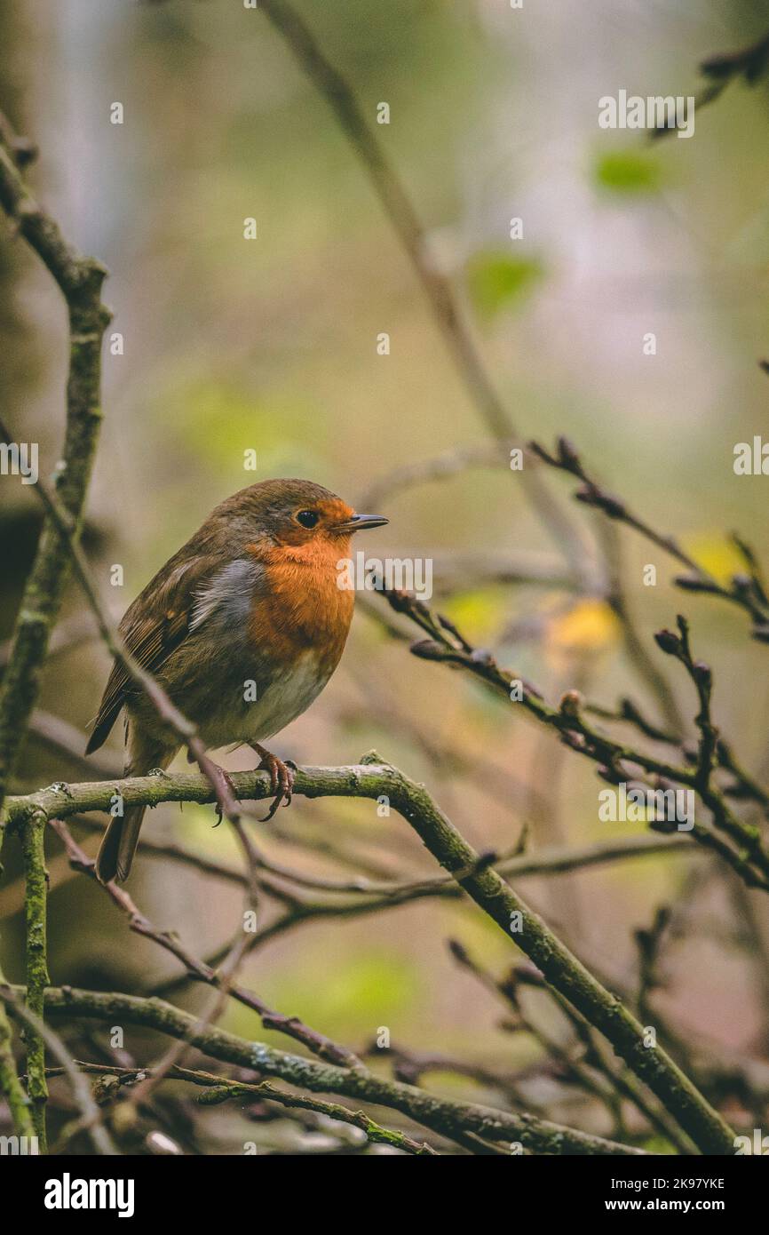 Robin kent winter hi-res stock photography and images - Alamy