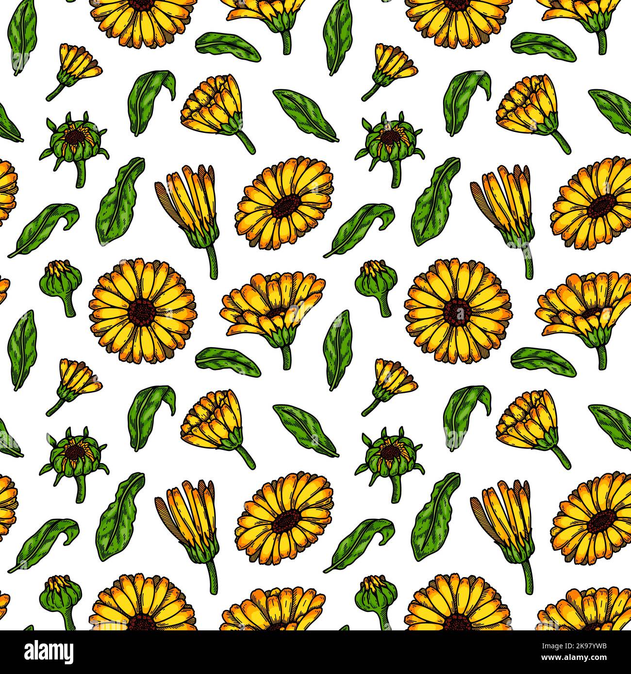 Hand drawn calendula seamless pattern. Vector illustration in colored sketch style. Botany ...