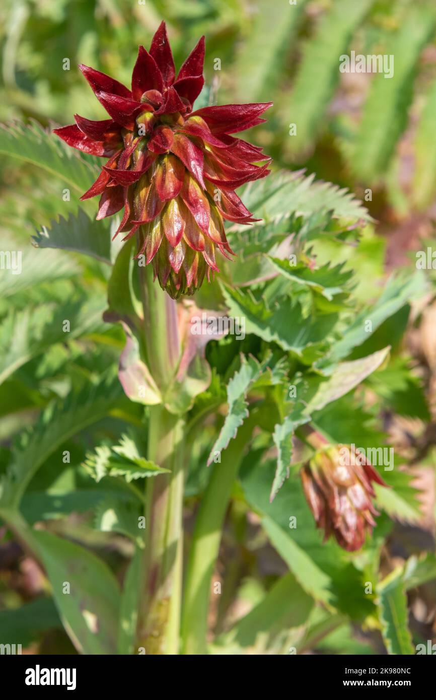 Close up of a giant honey flower (melianthus major) in bloom Stock ...