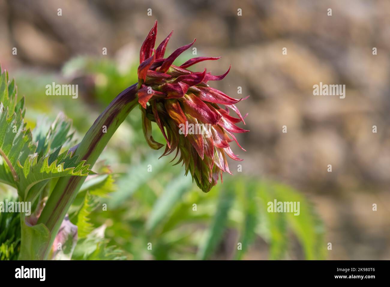 Close up of a giant honey flower (melianthus major) in bloom Stock ...