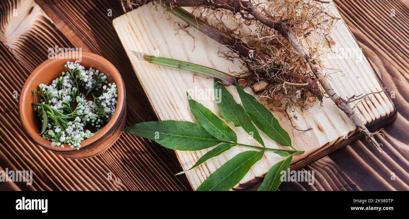 Valerian herb hi-res stock photography and images - Alamy