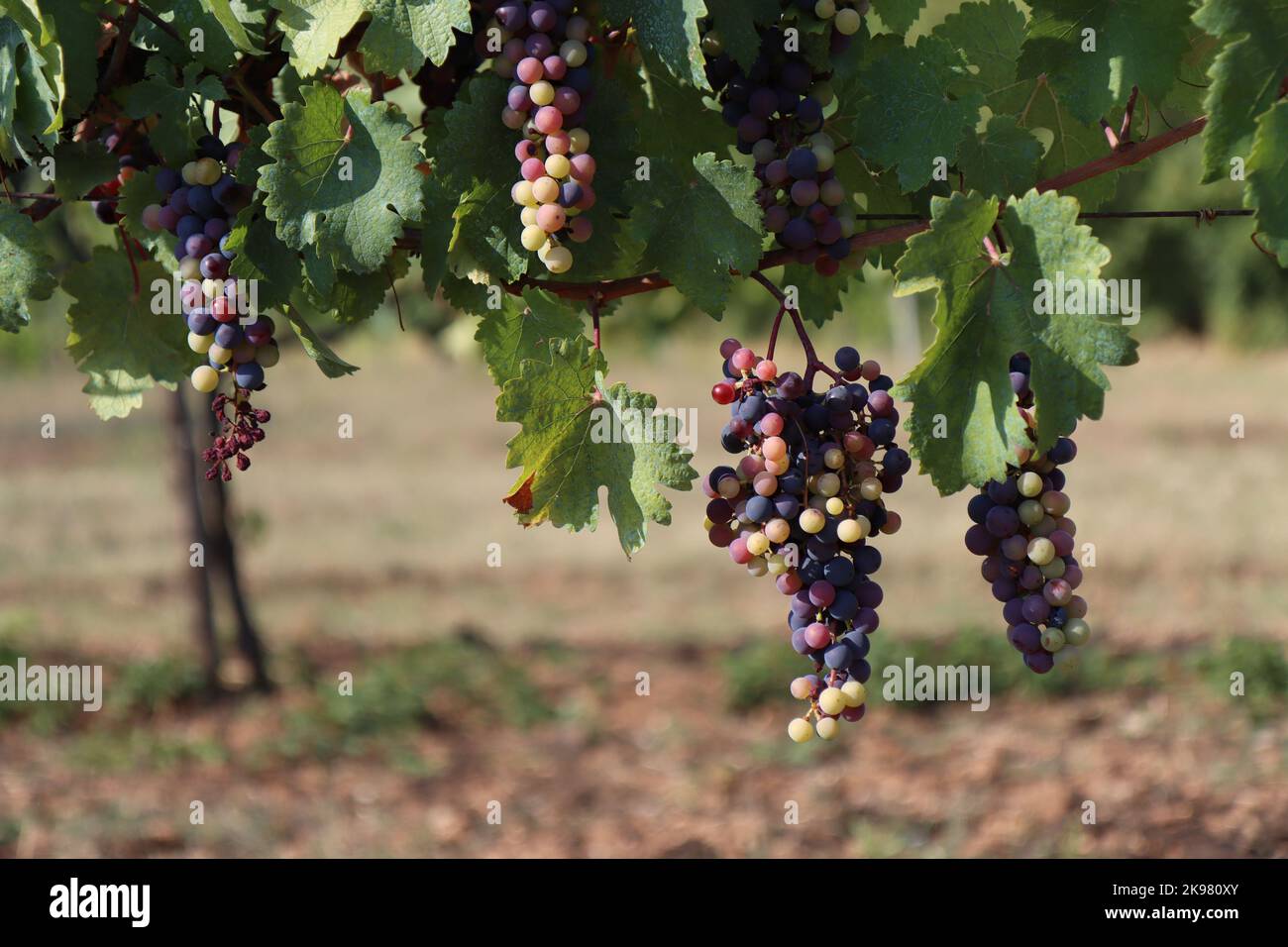 Grapes sicily italy hi-res stock photography and images - Alamy
