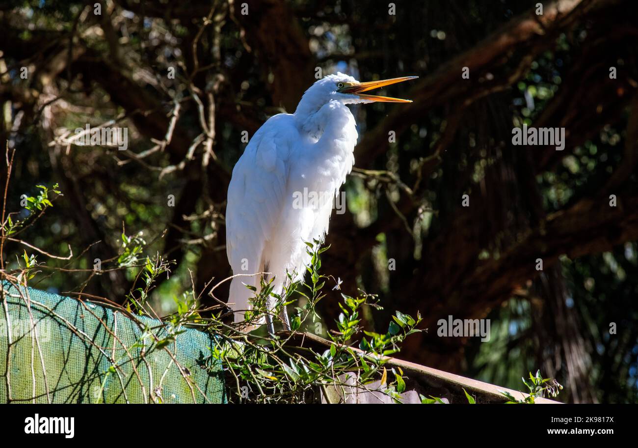 A Great White Egret (Ardea alba) perched on a fence in Sydney, NSW ...