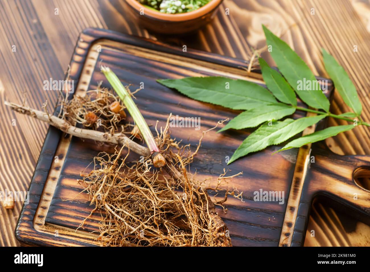 Valeriana roots, leaves and flowers. Collection and harvesting of plant ...