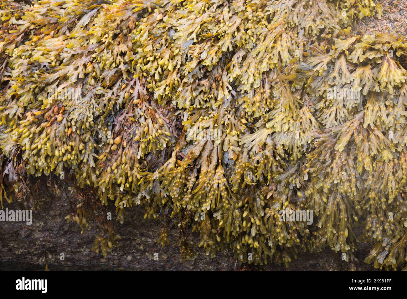 Backgrounds. Natural pattern with algae on a rock. France. Europe Stock ...