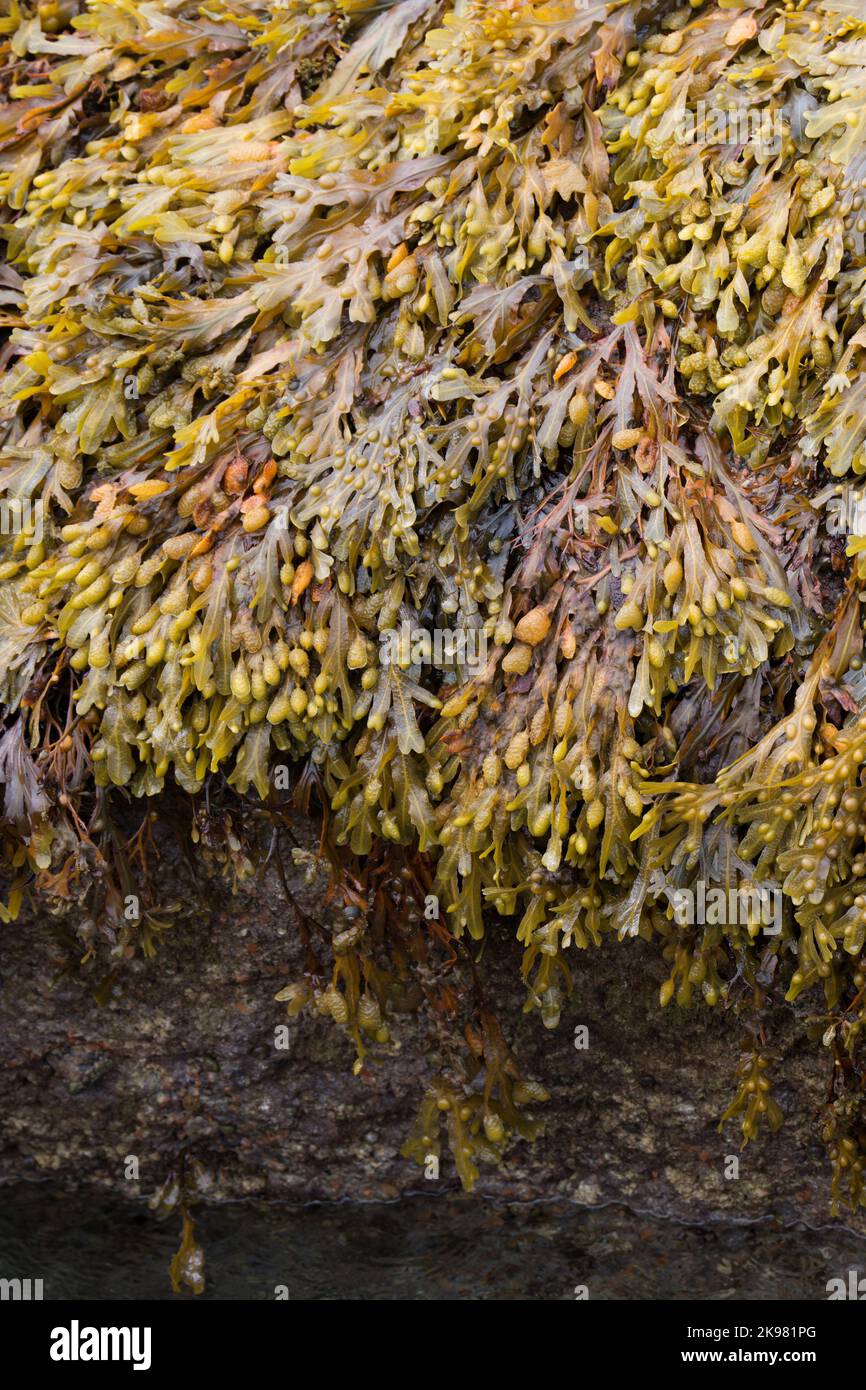 Backgrounds. Natural pattern with algae on a rock. France. Europe Stock ...