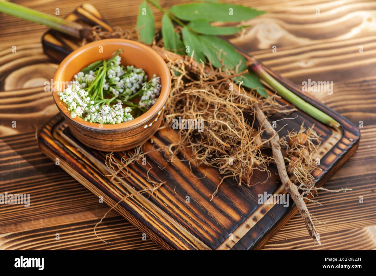 Valeriana roots, leaves and flowers close-up. Collection and harvesting ...