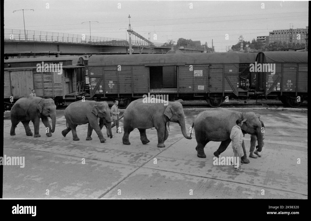 Elephants cargo hi-res stock photography and images - Alamy