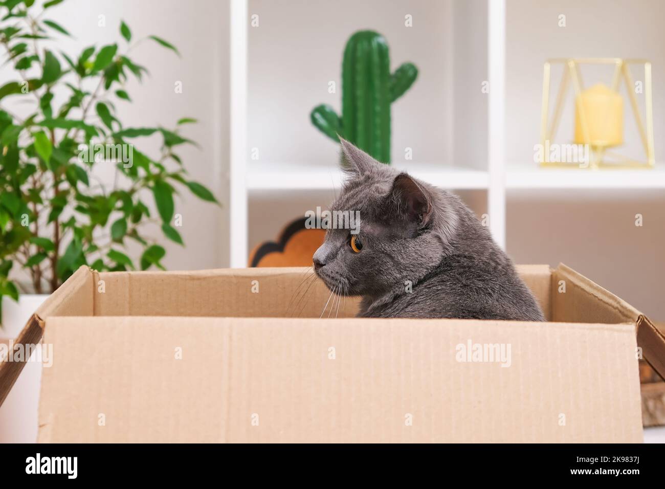 A grey cat is playing in a cardboard box. A gray cat is hunting for a ...