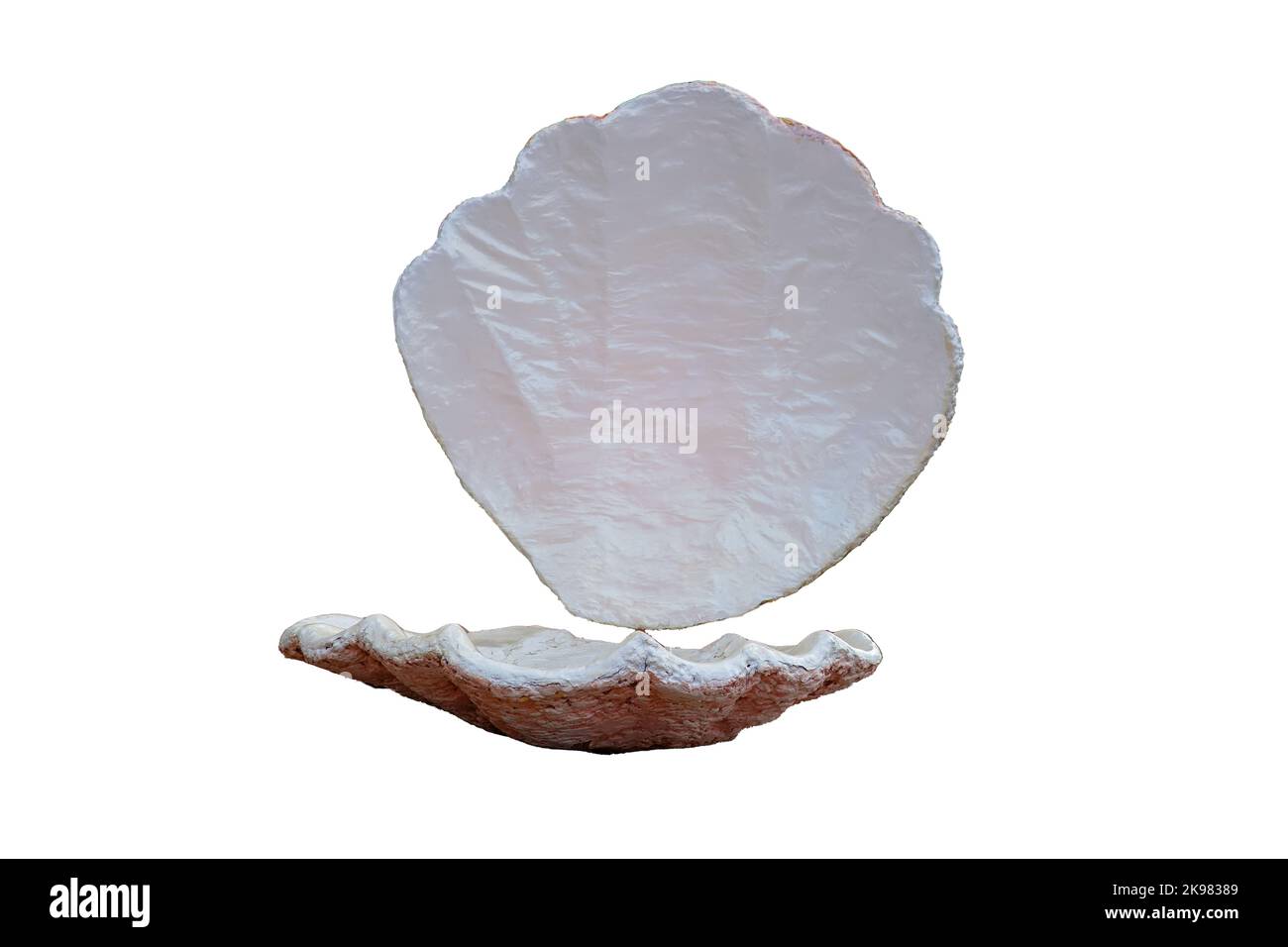 decorative open large seashell, isolated on a white background Stock ...