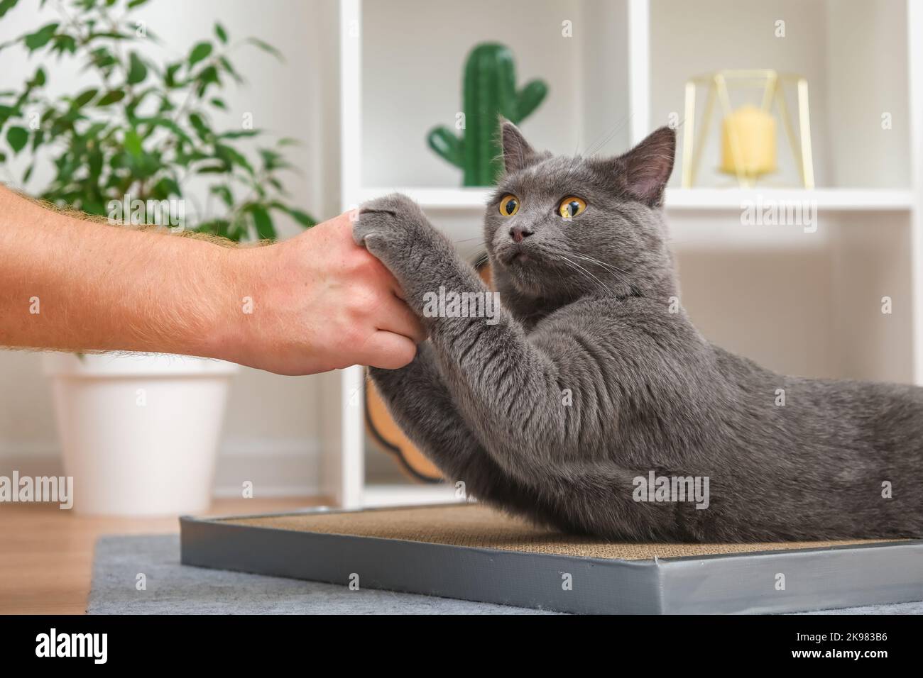 A grey cat is playing with a man's hand. The cat bites the man's hand ...