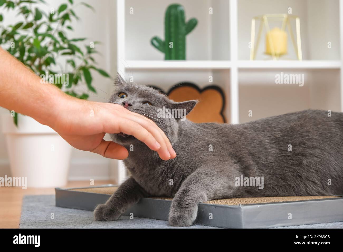 A grey cat is playing with a man's hand. The cat bites the man's hand ...