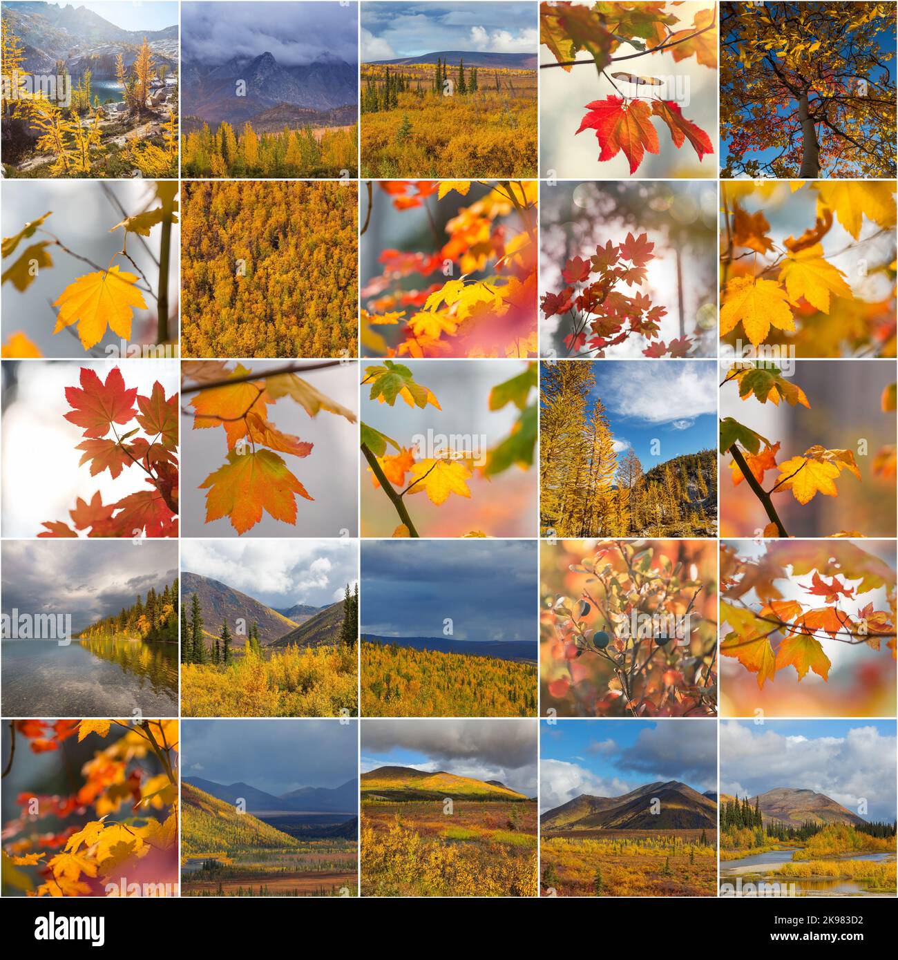 Orange and Yellow Autumn collage. Fall background Stock Photo - Alamy