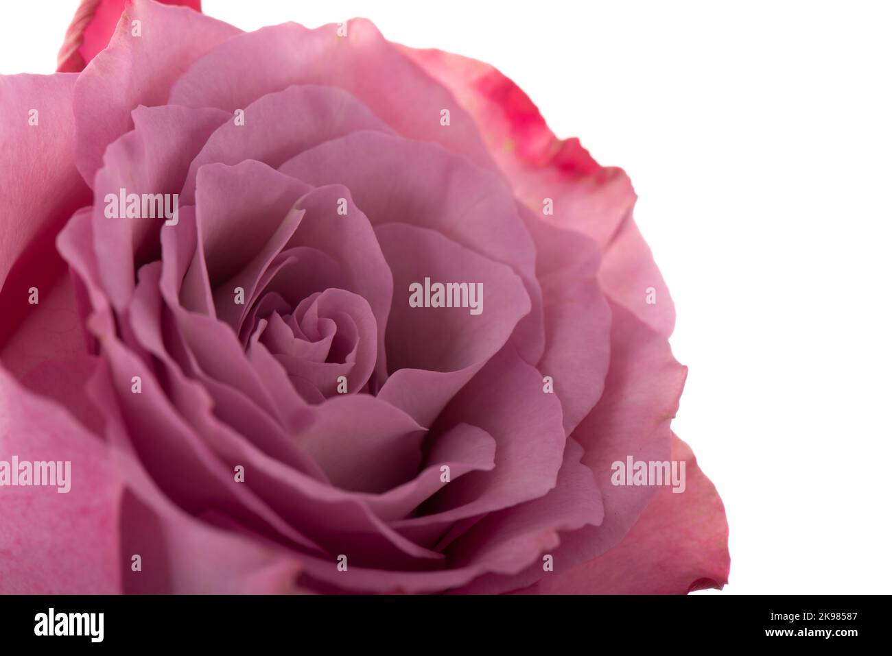 Single pink rose isolated over white background Stock Photo - Alamy