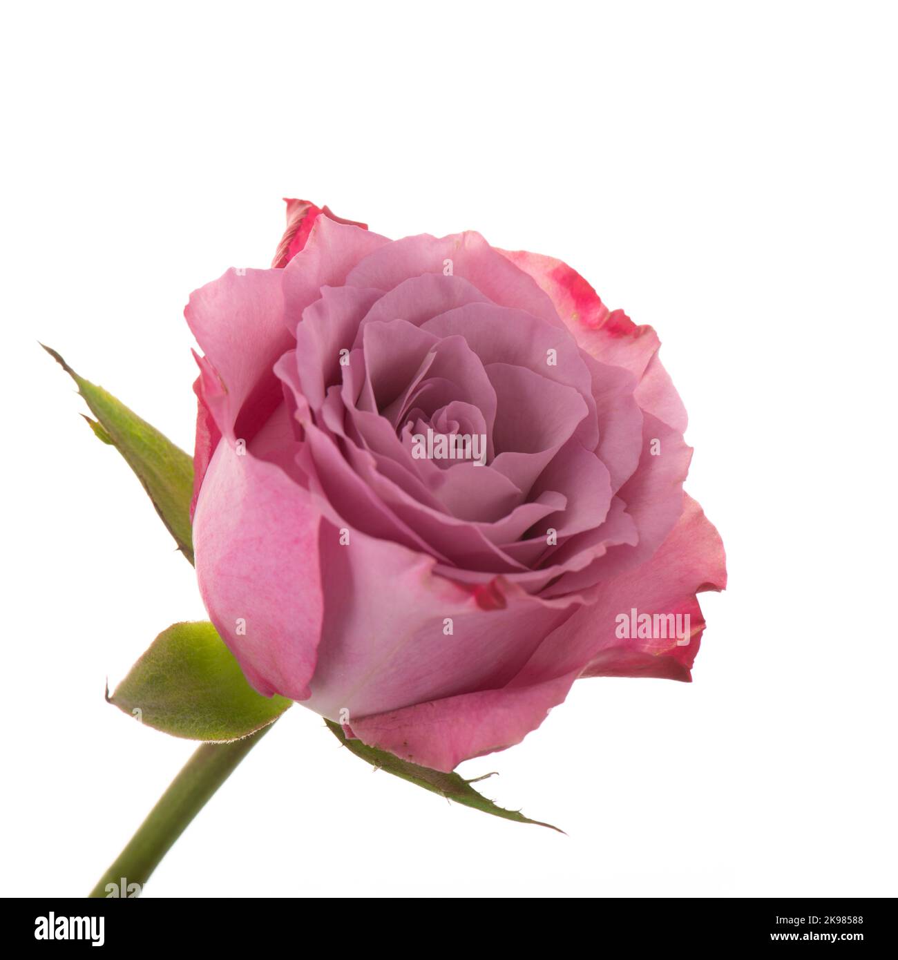 Single pink rose isolated over white background Stock Photo - Alamy