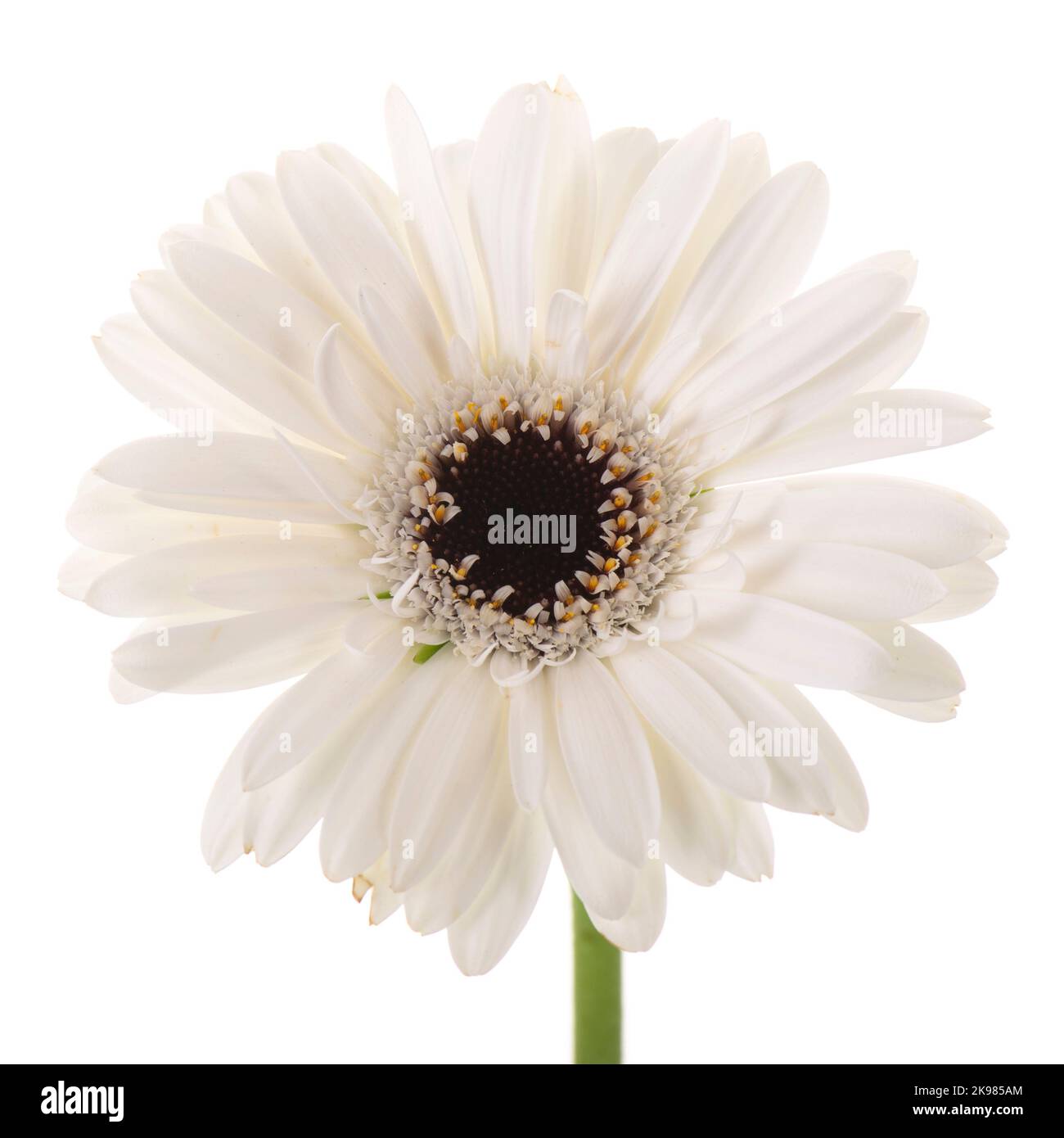 White Gerber macro isolated over white background Stock Photo - Alamy