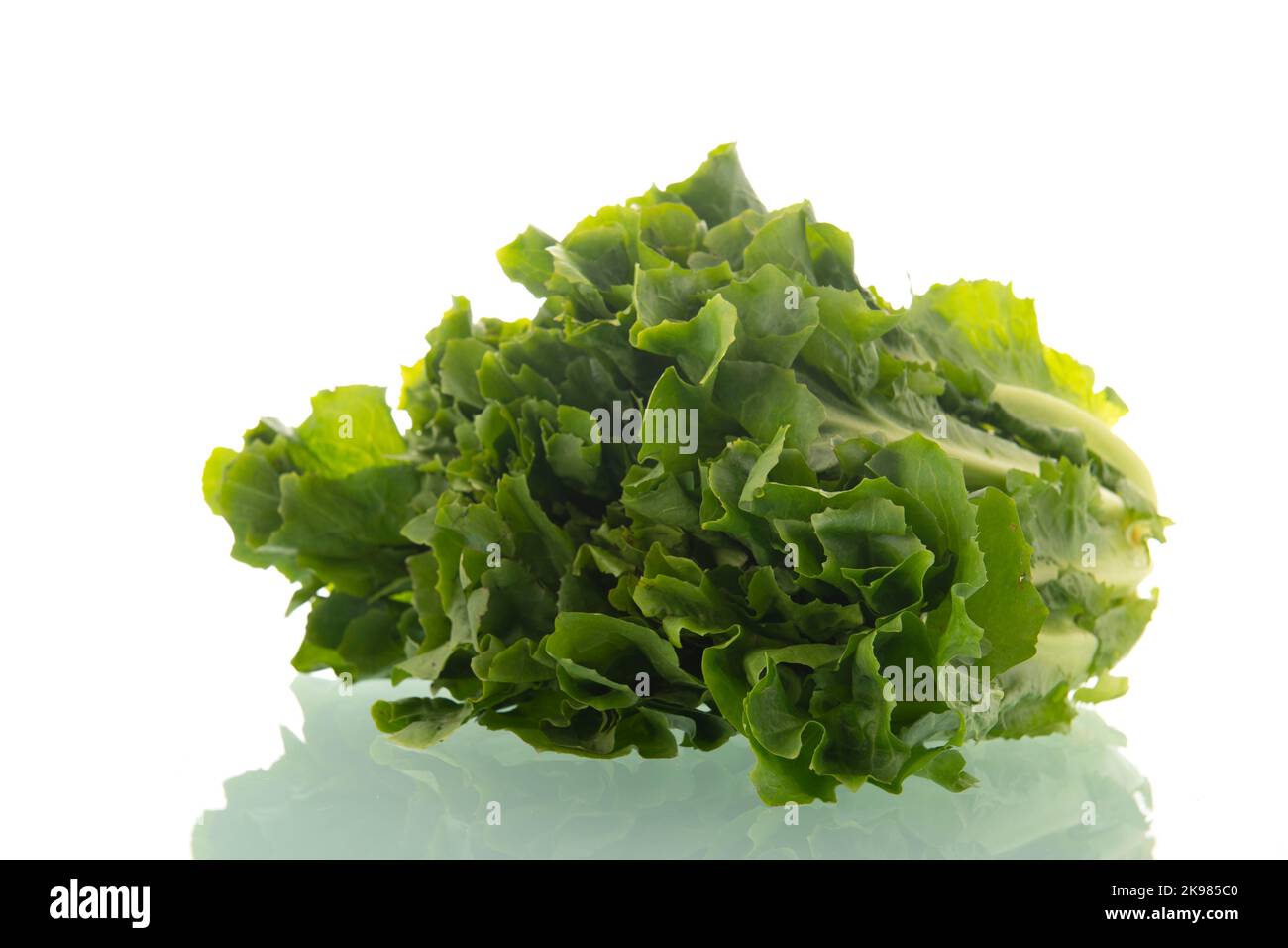 Endive isolated hi-res stock photography and images - Alamy
