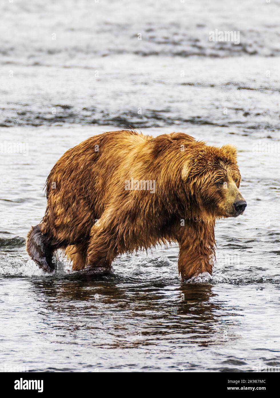 Adult Brown Bear; Ursus arctos middendorffi; fishing for spawning ...