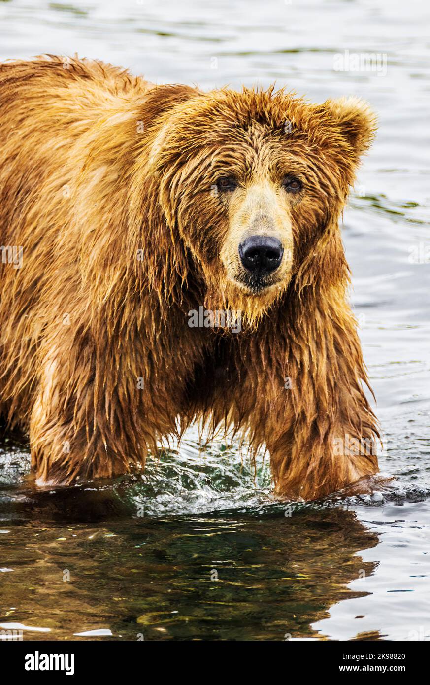 Adult Brown Bear; Ursus arctos middendorffi; fishing for spawning ...