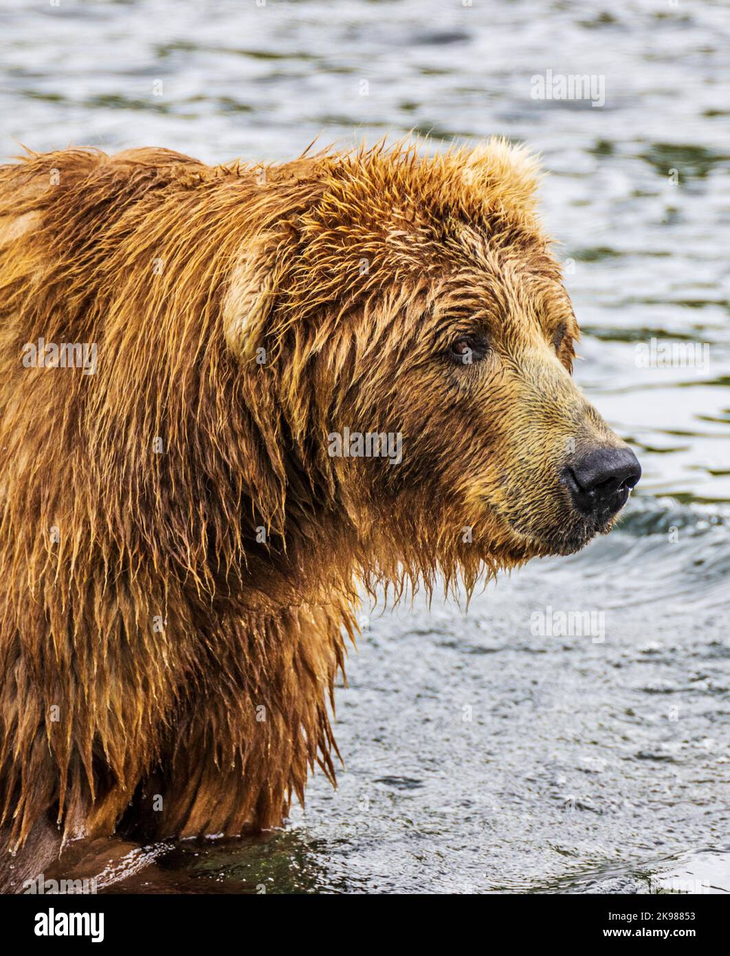 Adult Brown Bear; Ursus arctos middendorffi; fishing for spawning ...