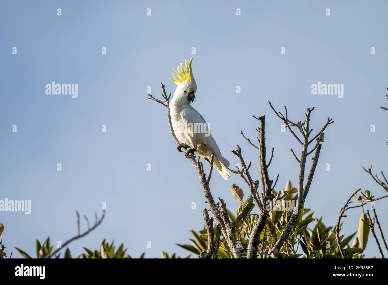 white cockatoo perched in a tree in a national park in springtime Stock ...