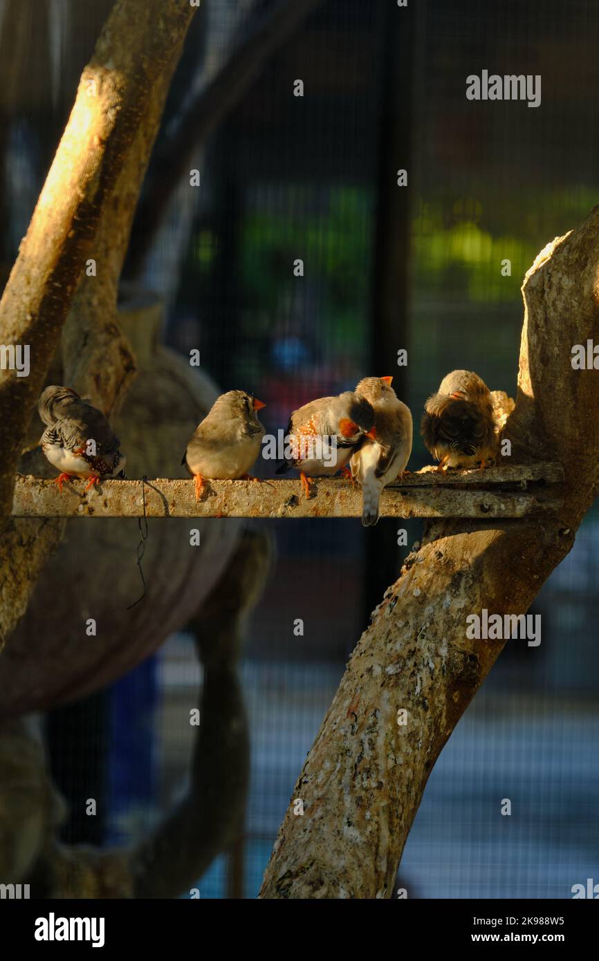 domesticated zebra finch eat from the feeder Stock Photo - Alamy