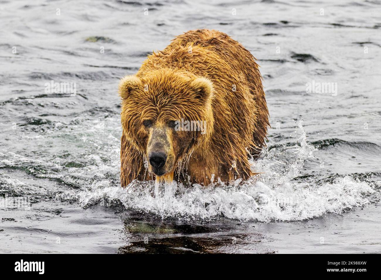 Adult Brown Bear; Ursus arctos middendorffi; fishing for spawning ...