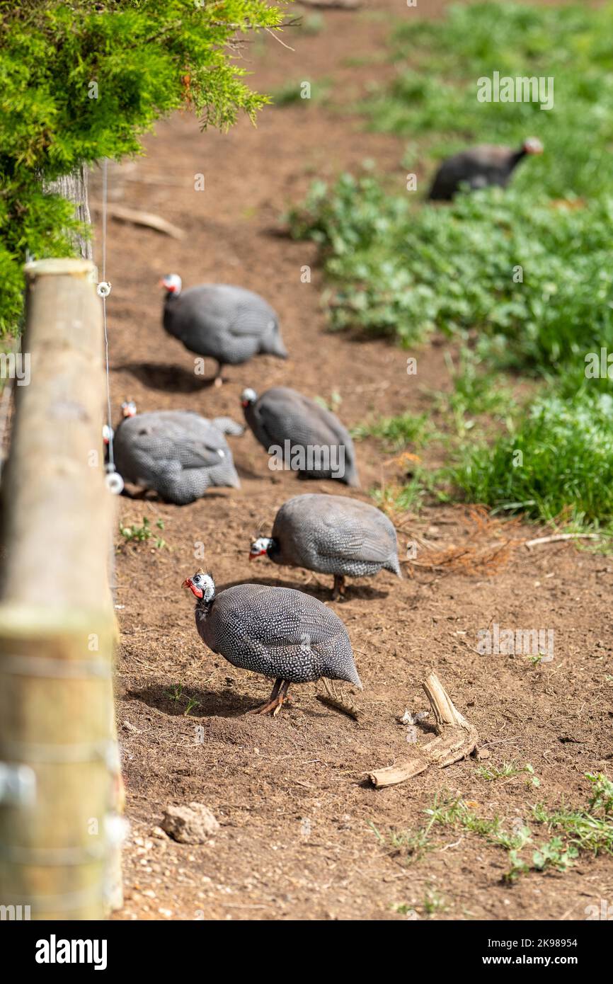 Poultry farming japan hi-res stock photography and images - Alamy