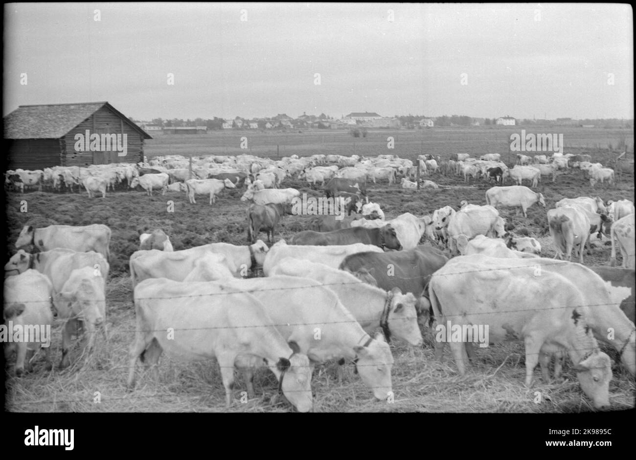 Starving cows. Evacuation of Finnish refugees, autumn 1944 Stock Photo ...