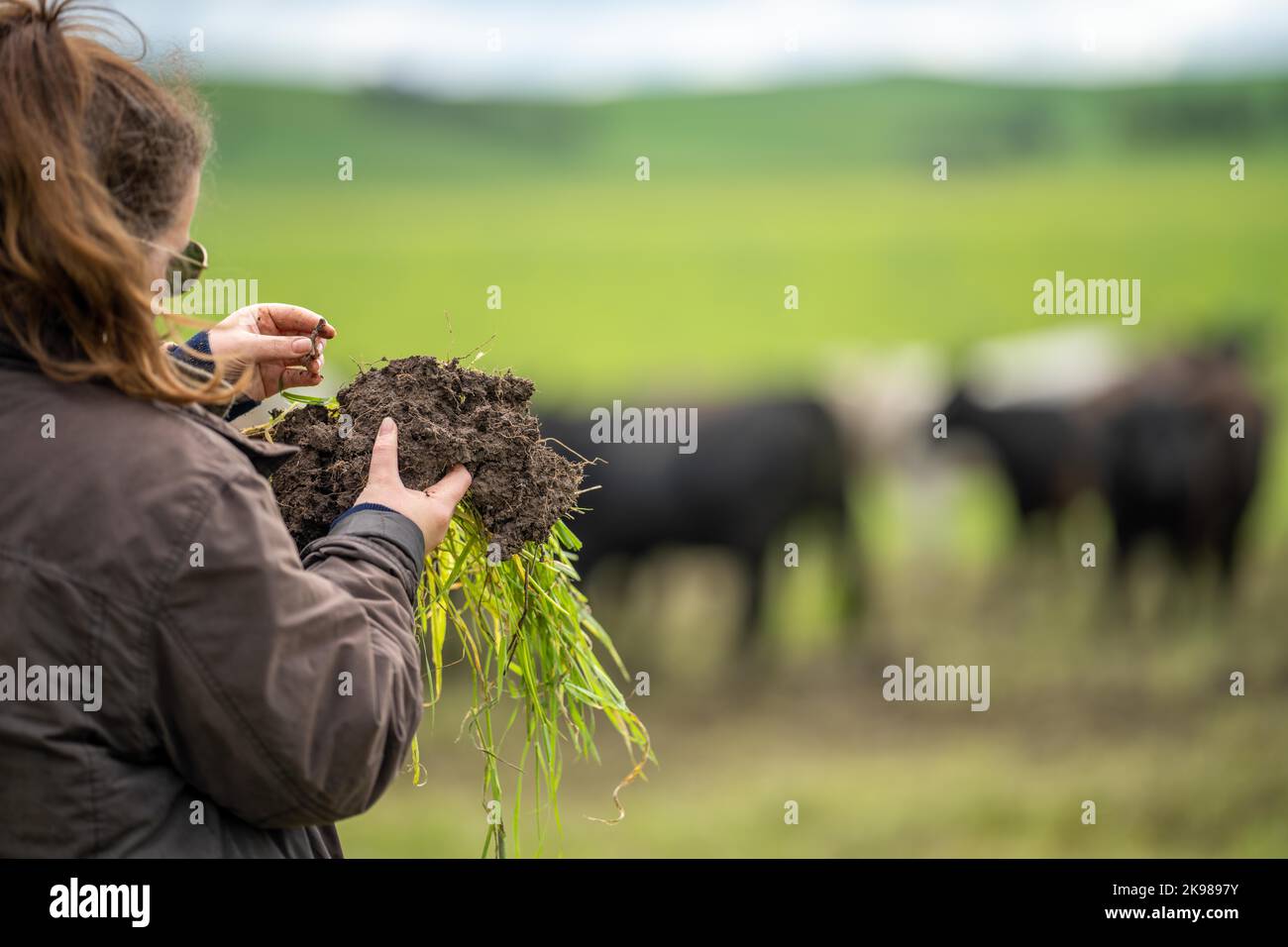 woman in agriculture looking at a soil sample. girl on a farm looking ...