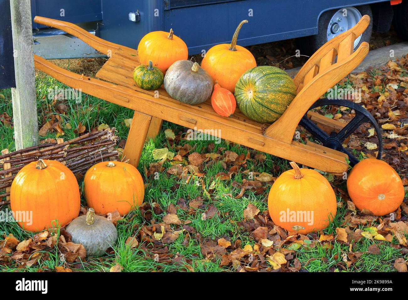 Wheelbarrow loaded with pumpkins to illustrate the concept of Halloween ...