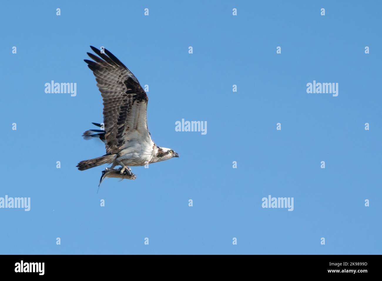 An osprey flies across the blue sky with a fish clutched in its talons ...