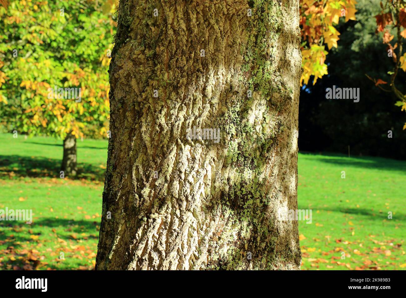 A close up view of the trunk of the Liriodendron Tulipifere or Tulip ...