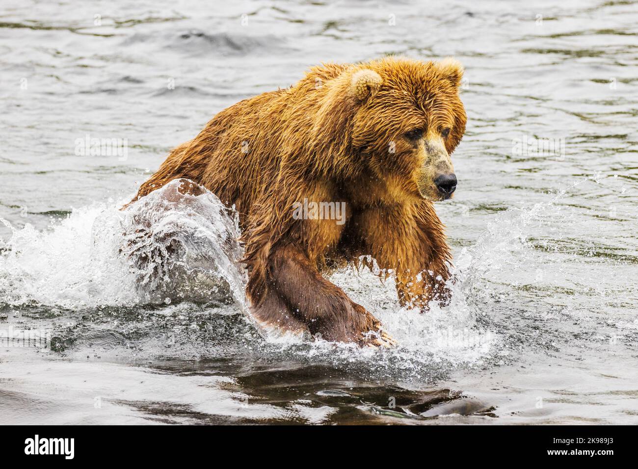 Adult Brown Bear; Ursus arctos middendorffi; fishing for spawning ...