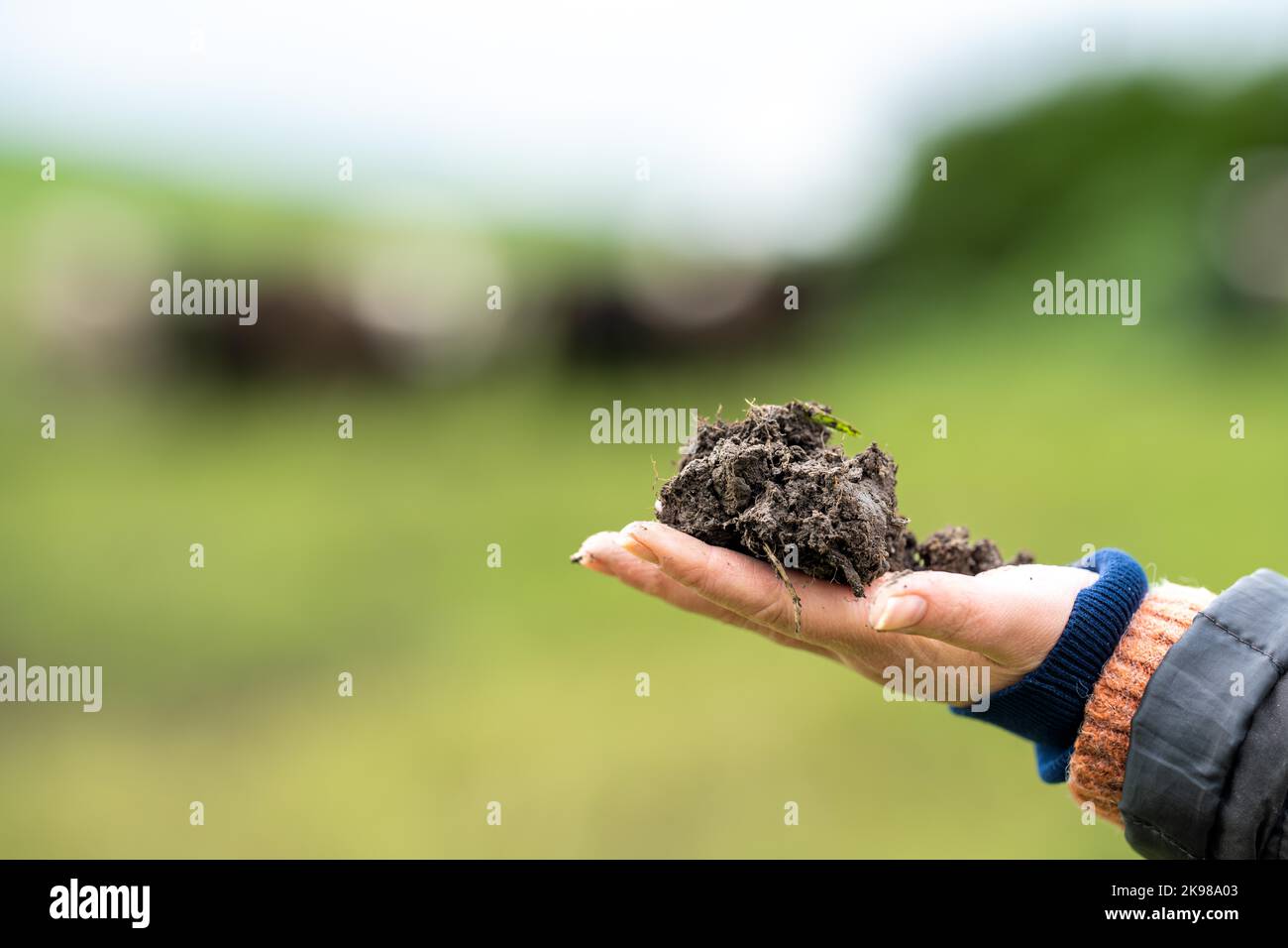 woman in agriculture looking at a soil sample. girl on a farm looking ...