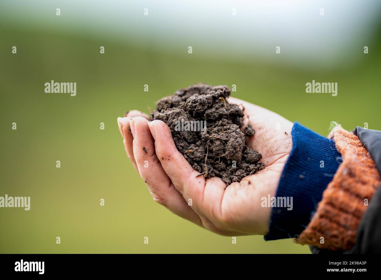 woman in agriculture looking at a soil sample. girl on a farm looking ...