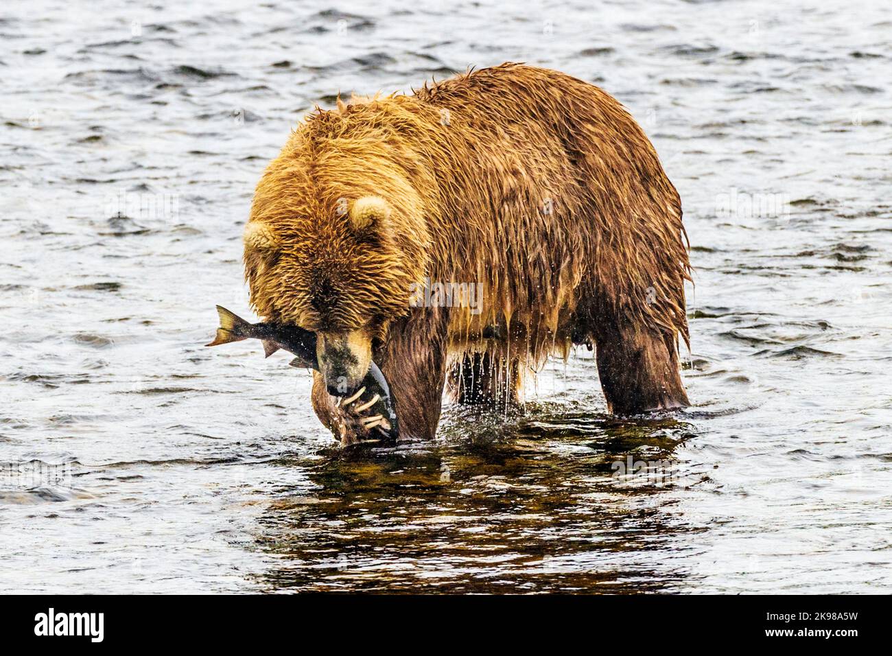 Adult Brown Bear; Ursus arctos middendorffi; fishing for spawning ...