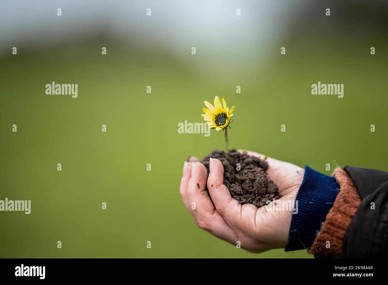 female farmer testing soil on a farm Stock Photo - Alamy