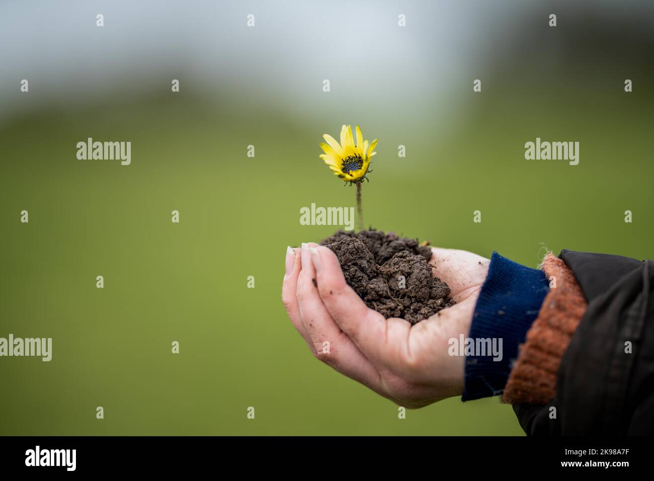 hands holding soil on a farm in australia Stock Photo - Alamy
